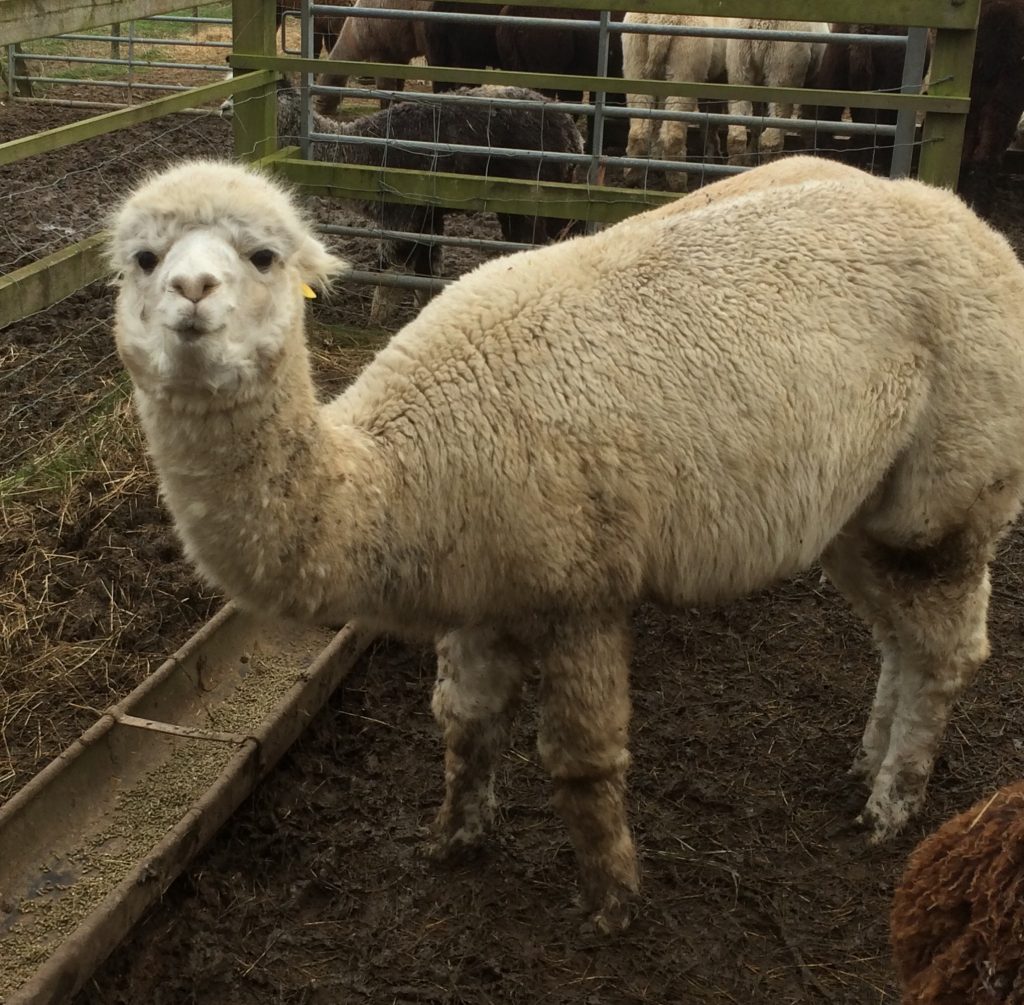 Alpaca pregnant with twins - Valley Alpacas in Kent, Alpacas, Fashion ...
